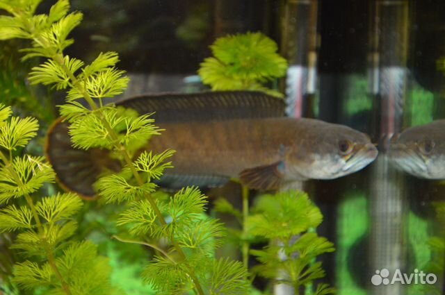 Змееголов (Пульхра)