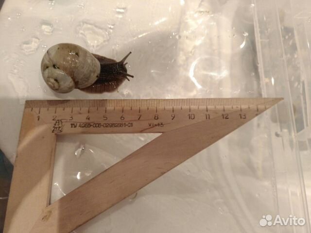 Кормовые улитки