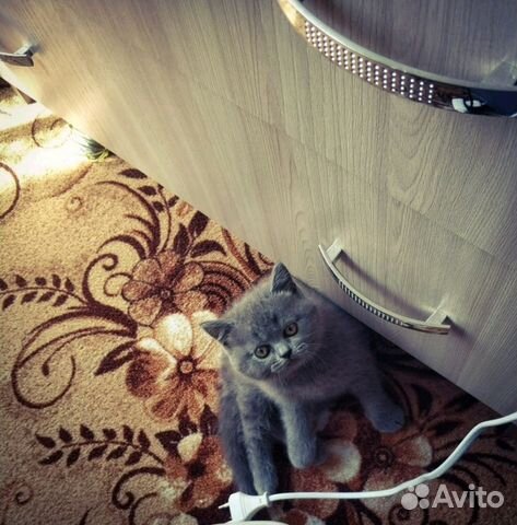 Британские котята