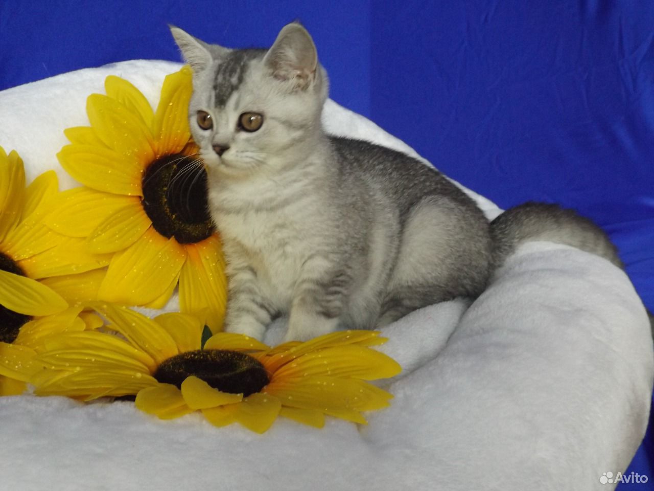 Продам котейку