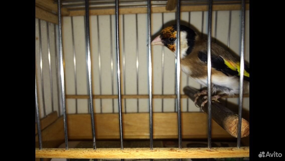 Птичка певун