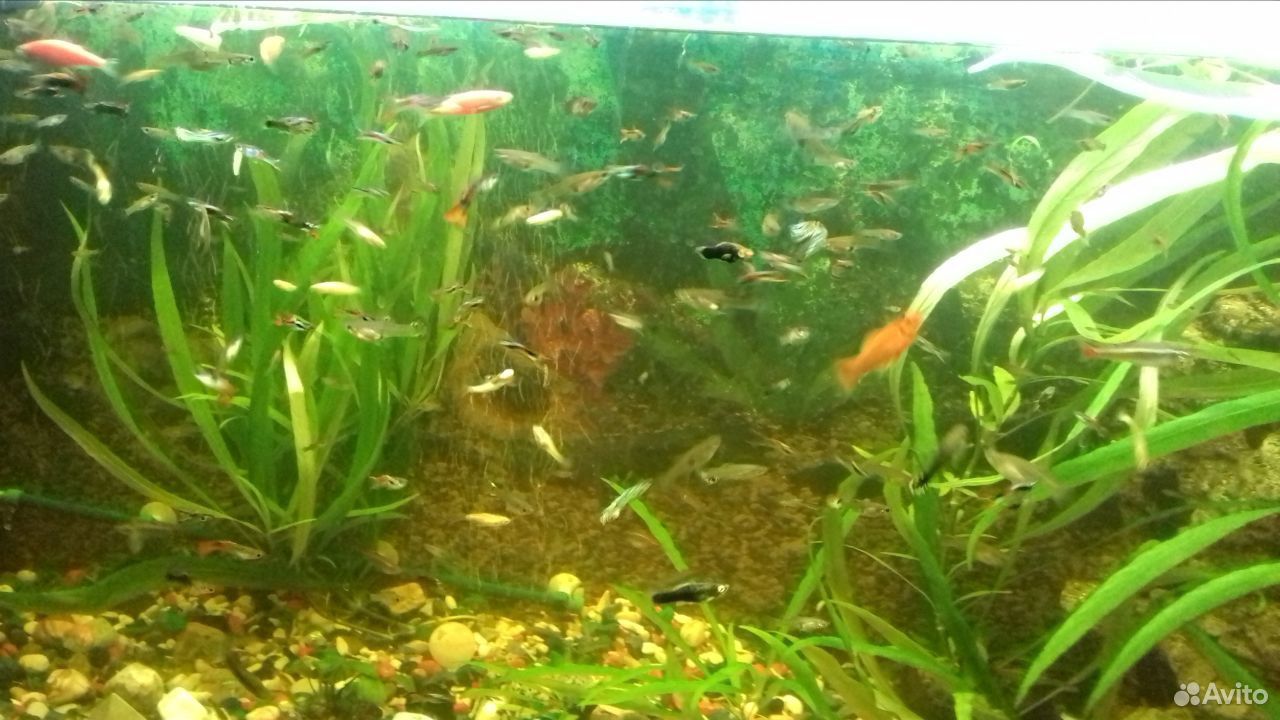 Мальки гуппи продажа 5 р или обмен