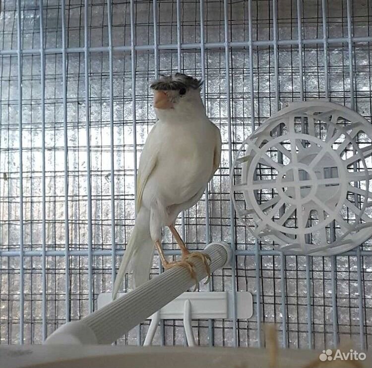 Белые оранжевые лимонные кенары