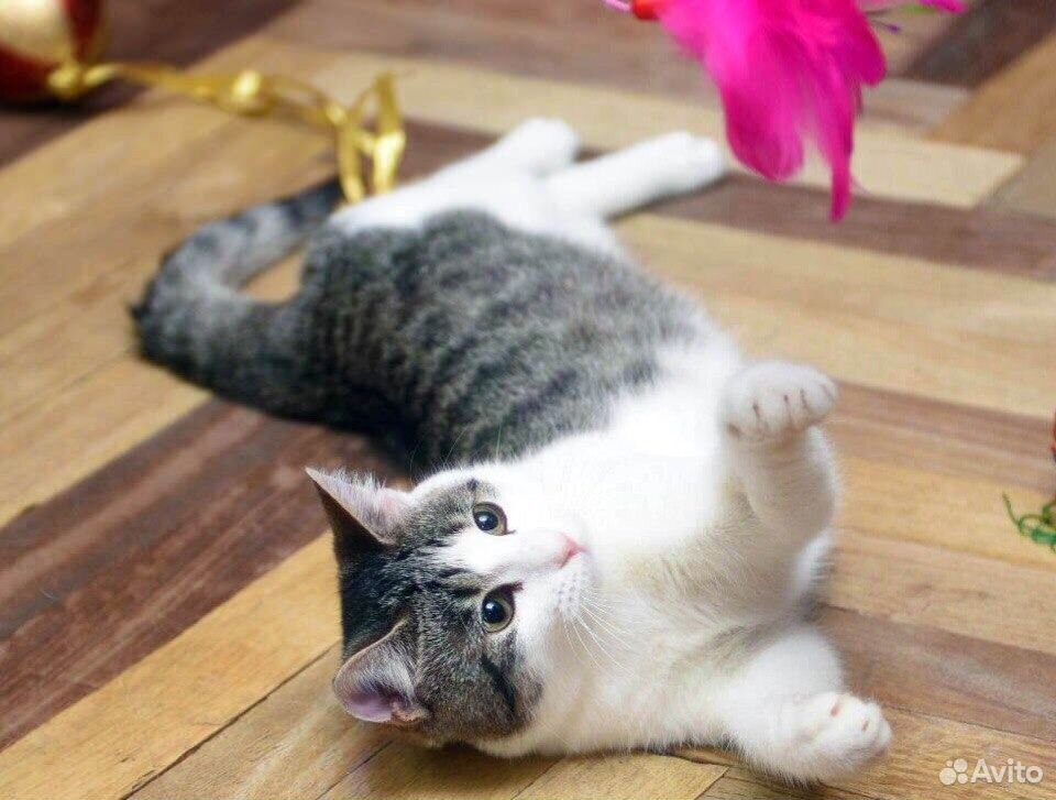 Кошка-колобок ищет дом