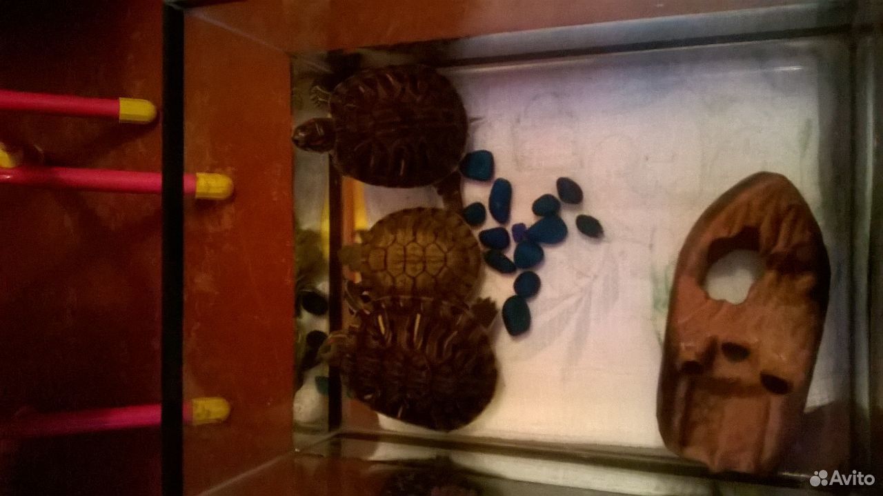 Черепашки водные