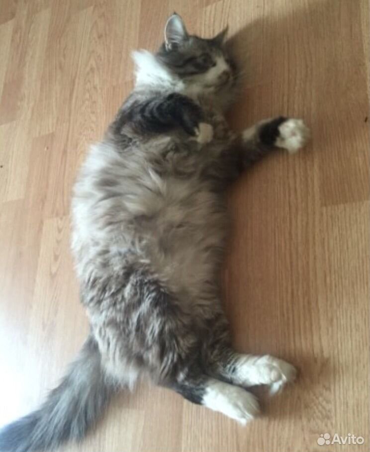 Котик Невский Маскарадный Вязка
