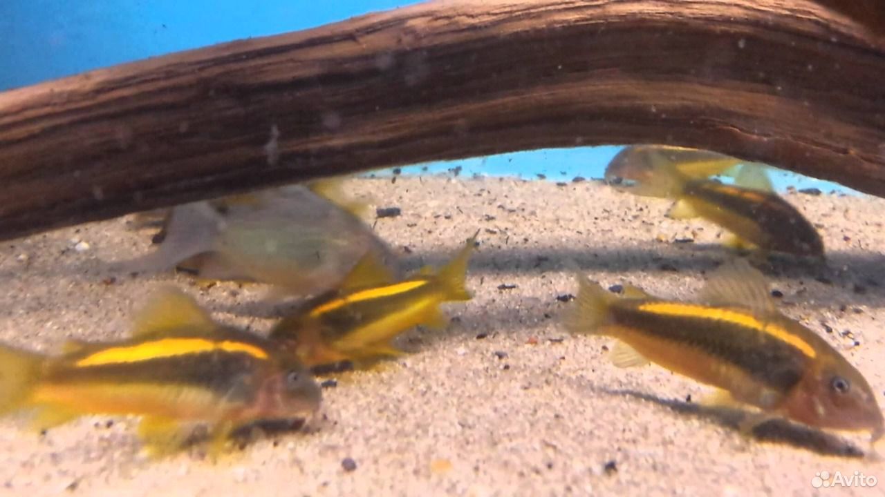 Коридорас золотополосый Перу(Peru Gold Striped)