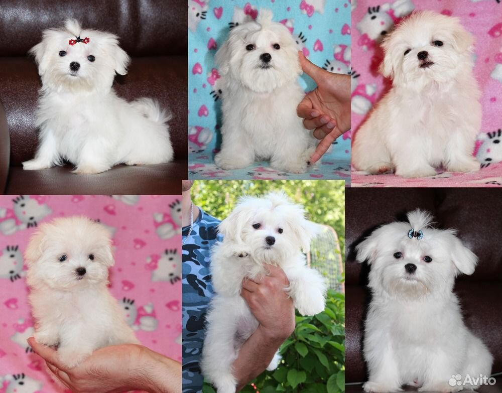 Милейшие создания, крошки Мальтезе, привитые