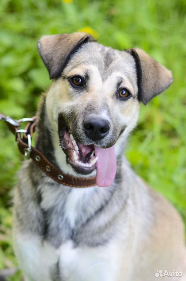 Оливия, метис лабрадора, хотя и не похожа, в дар