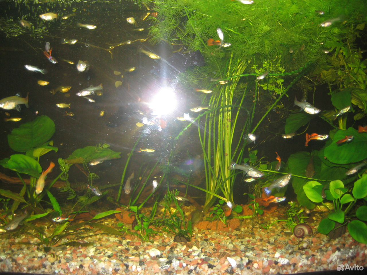 Анциструс,гуппи,молинезии