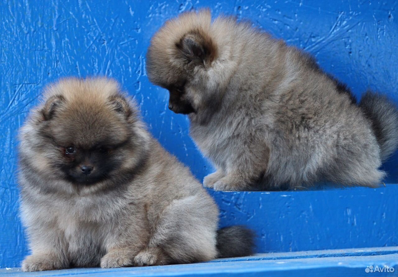 Шпиц кремсоболь