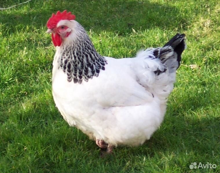 Продажа кур