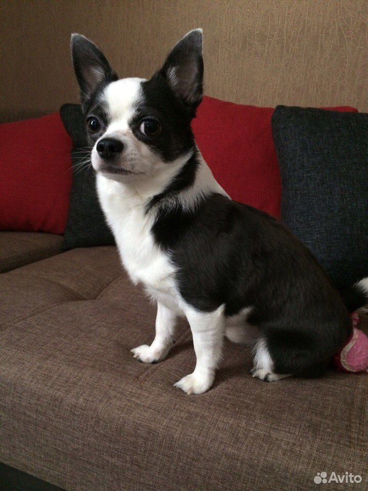 Вязка чихуахуа