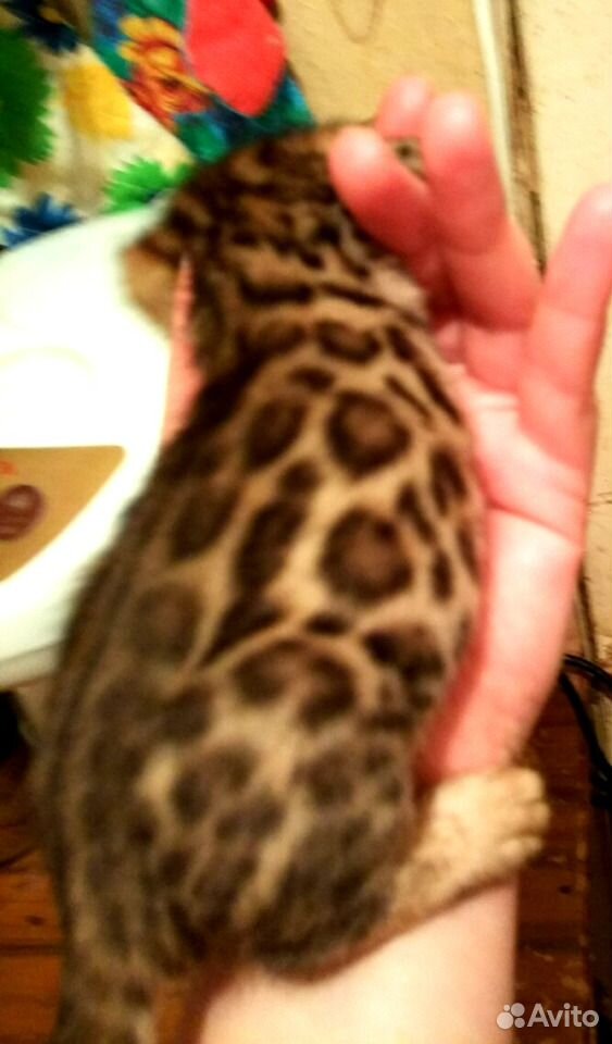 Шик блеск красота