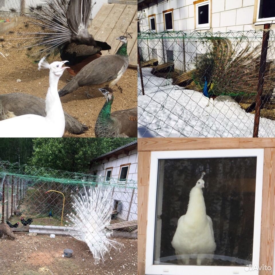 Серама Малазийская, Бантам ява, Павлины