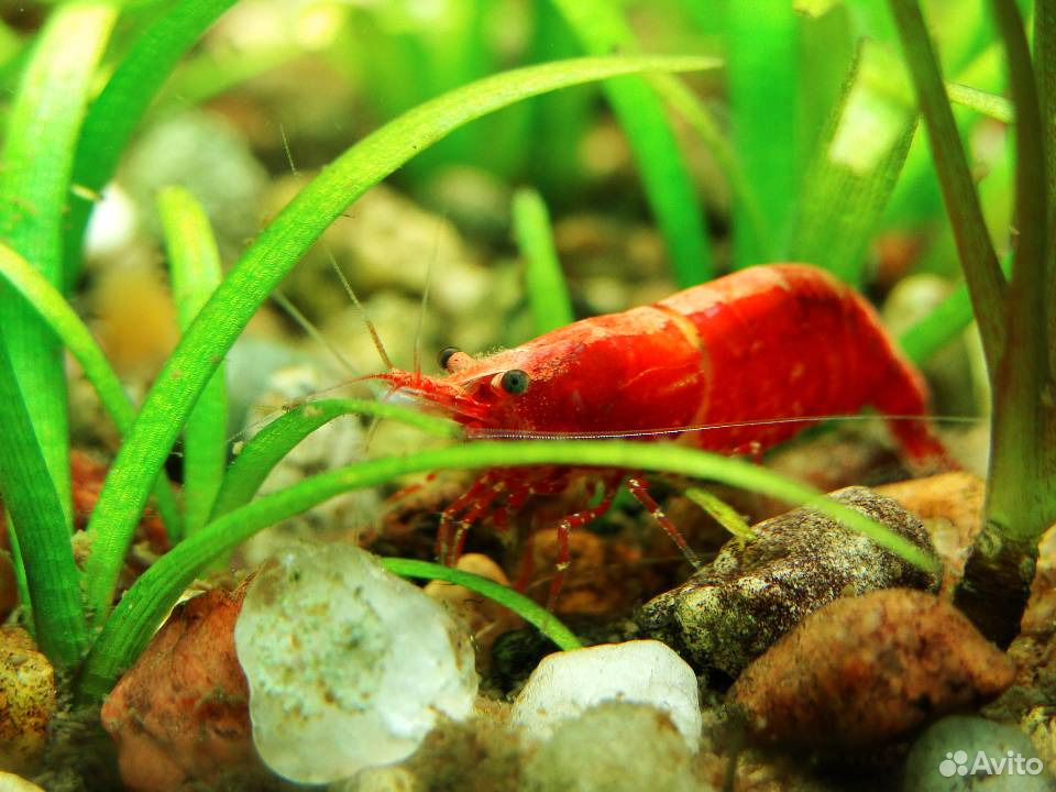 Креветки Вишни, Растения