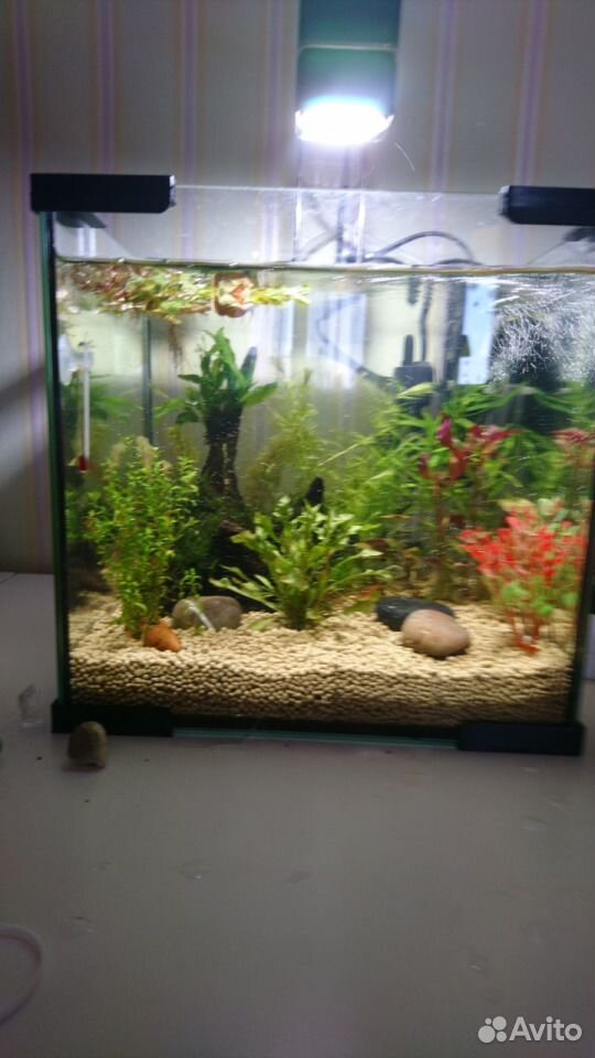 Аквариум нано-куб с LED-светильником + крышка