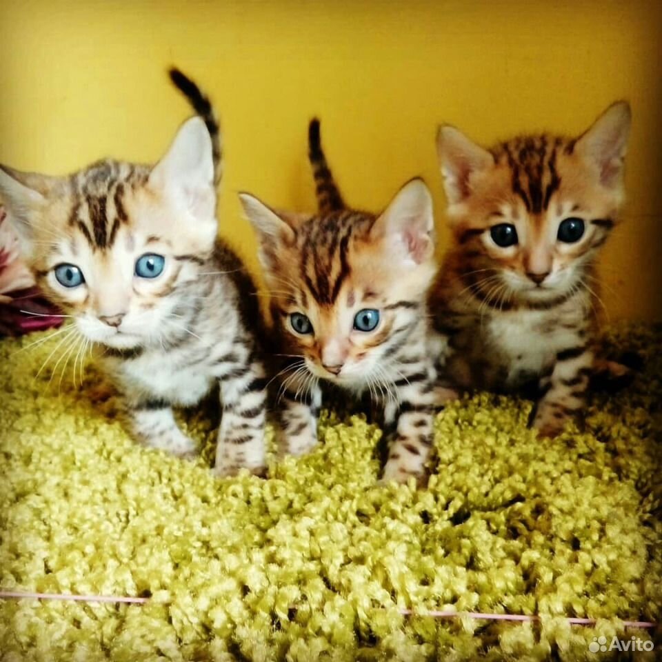 Продажа и резерв бенгальских котят