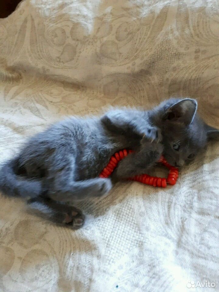 Русский голубой котенок в дар