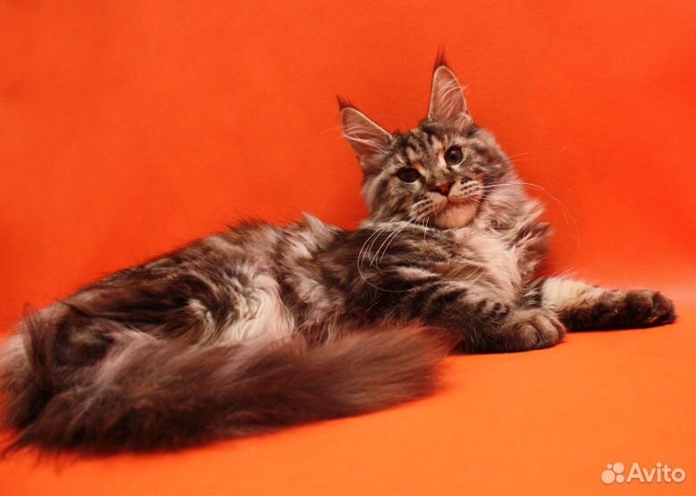 Серебряная черепаха Мейн-кун