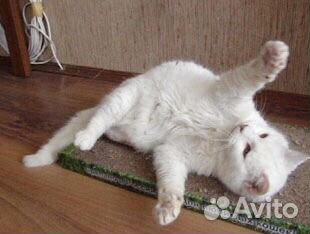 Ищем хозяина белому котику