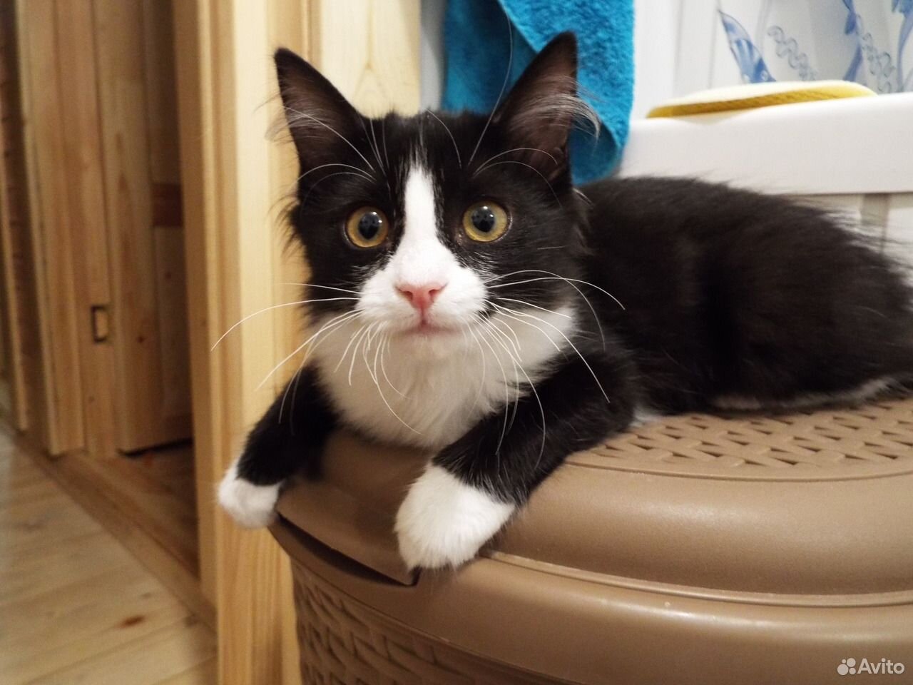 Котенок Маркиза, 4 мес., ищет дом
