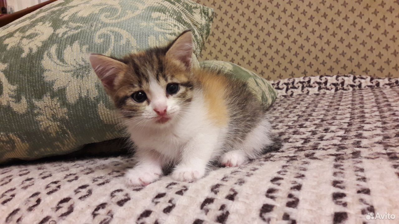 Котенок - игривая малышка