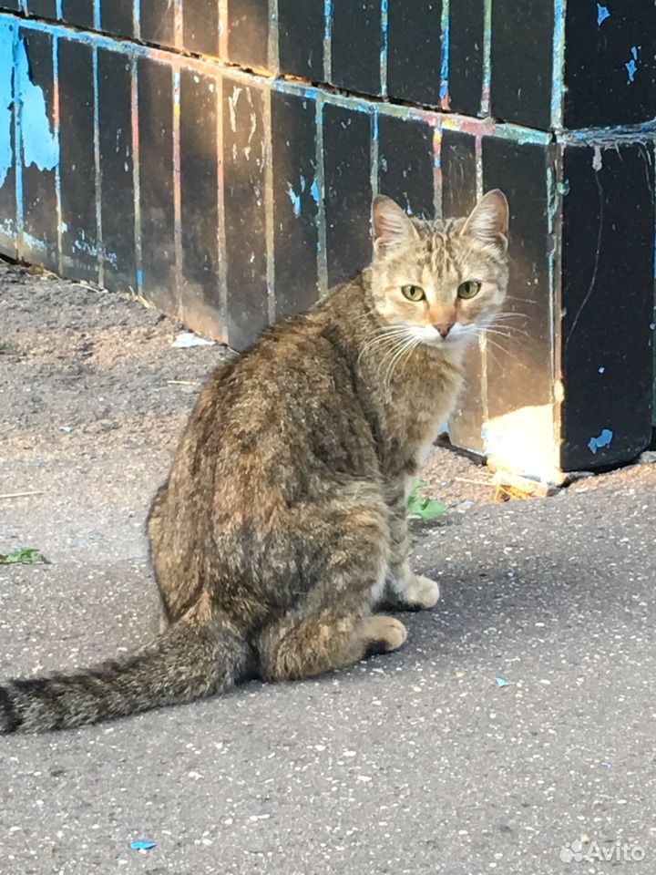 Метиска абиссински Ася в дар