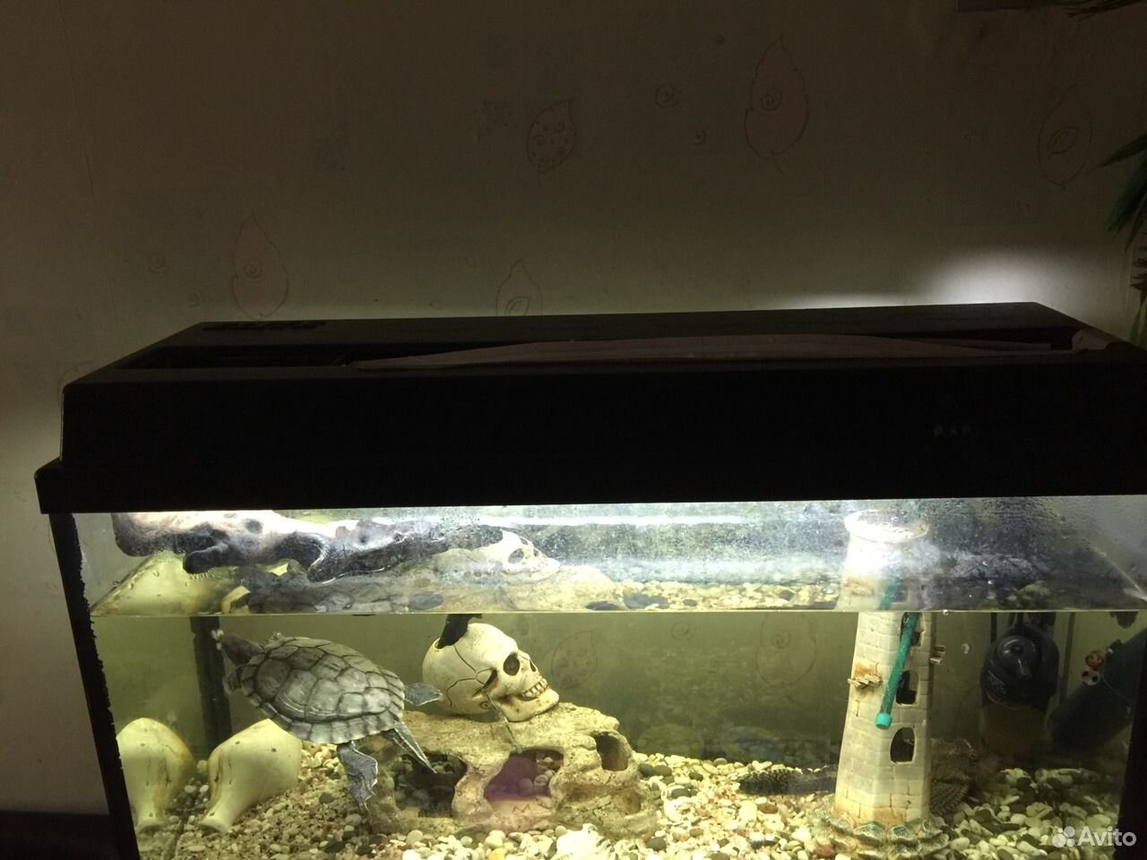 Аквариум со всем содержимым