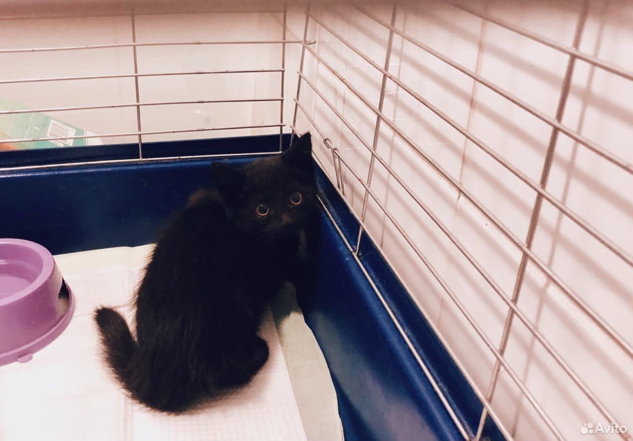 Котенок девочка с белым пятнышком в добрые руки