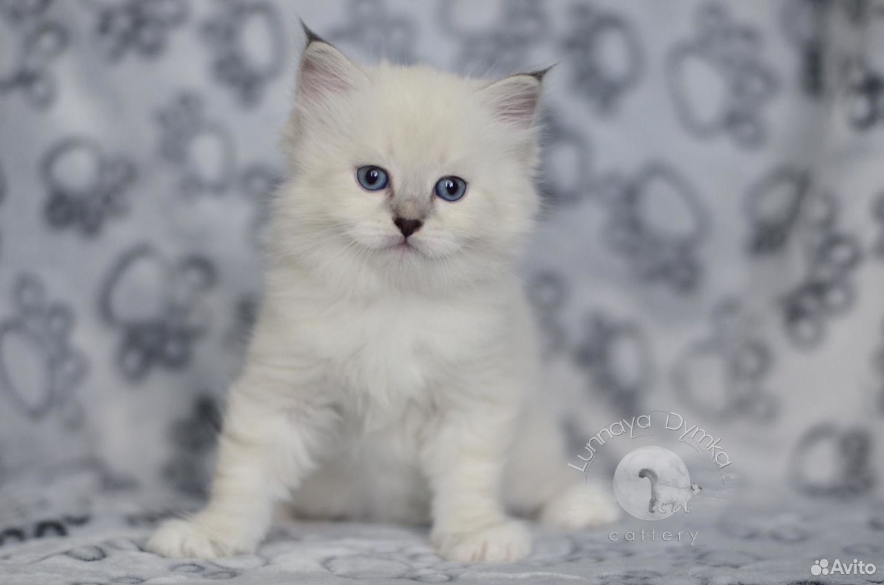 Продаю котят невская маскарадная