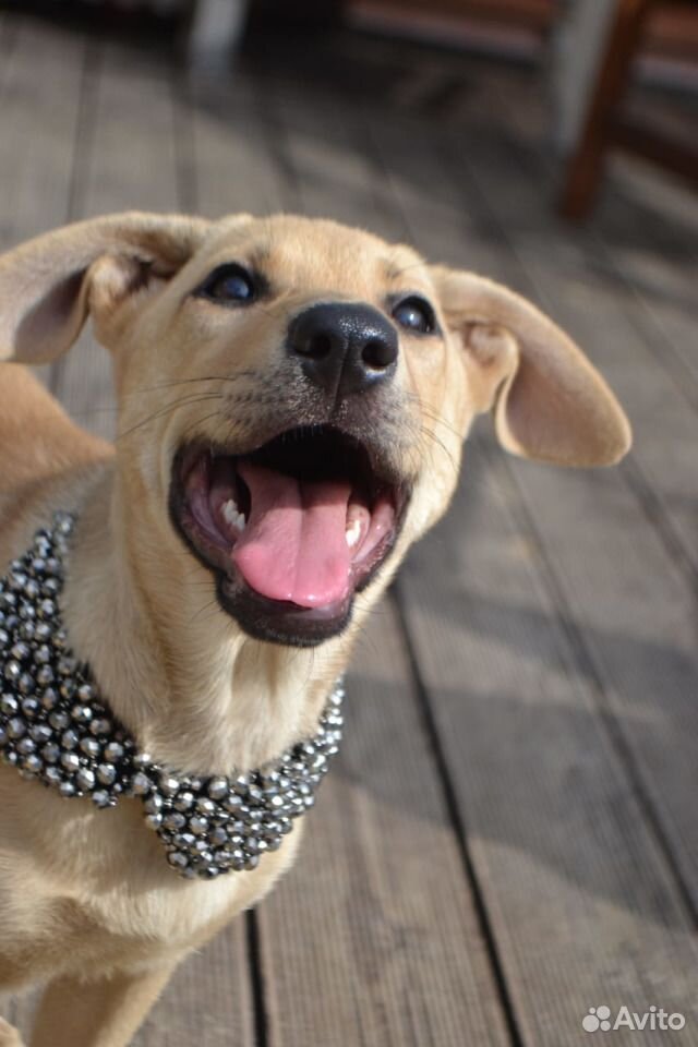 Малина - щенодевочка 3х месяцев в добрые руки