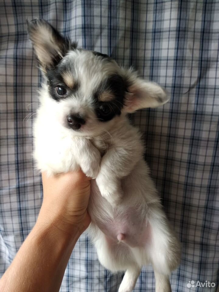 Суперпушистик