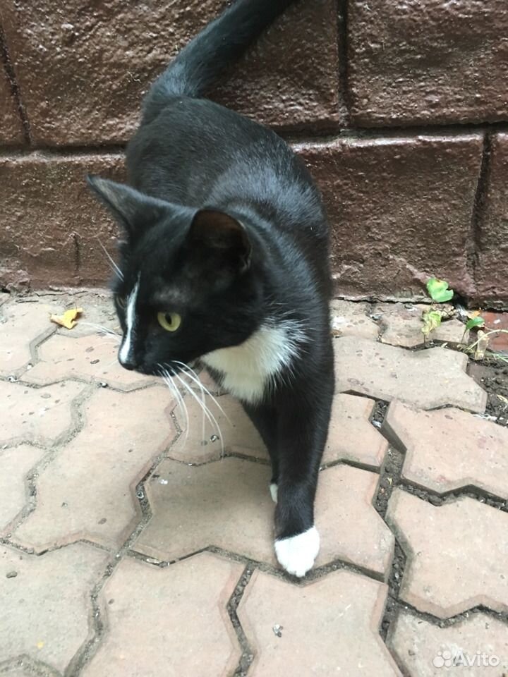 Домашний котик. Хозяева с’ехали, а котейку оставил