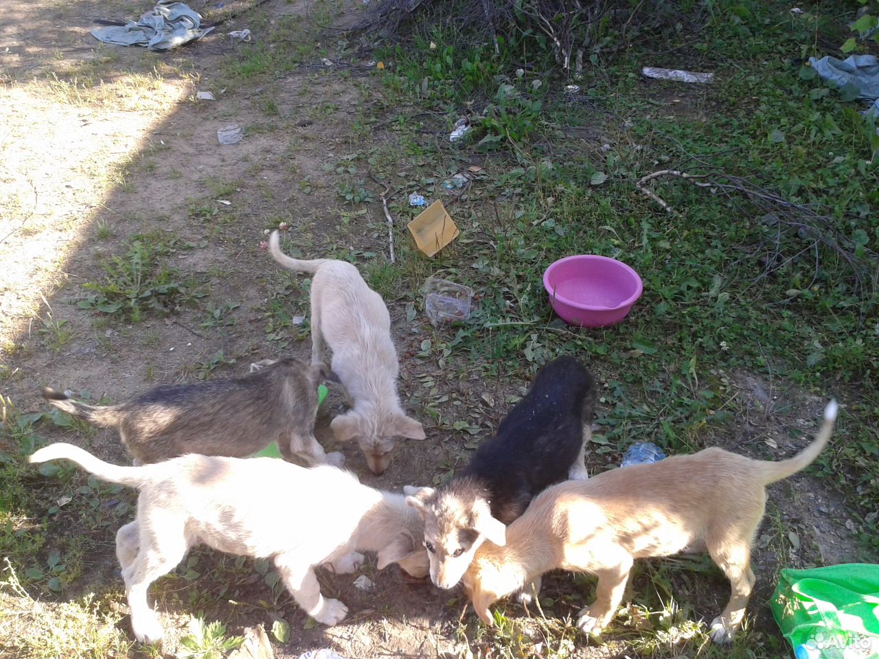 Бездомные щенята ищут дом