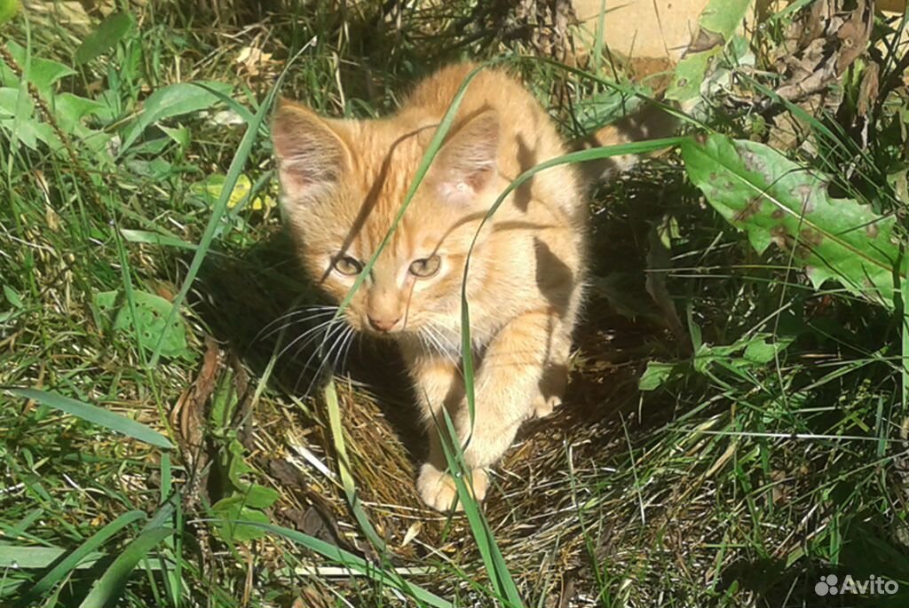 Котенок в дар, рыжий котик