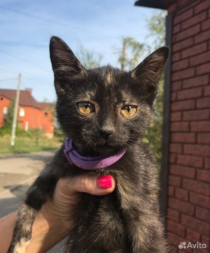 Пёстрые котята "черепахового" окраса