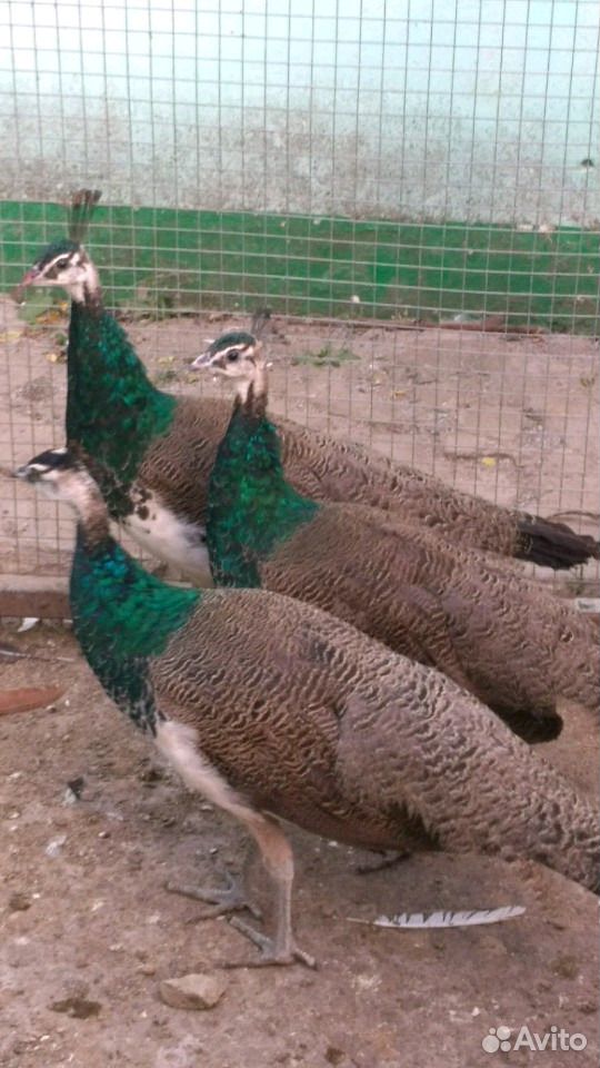 Павлины 2018 года