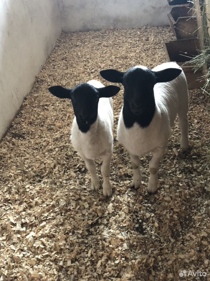 Бараны породы Дорпер