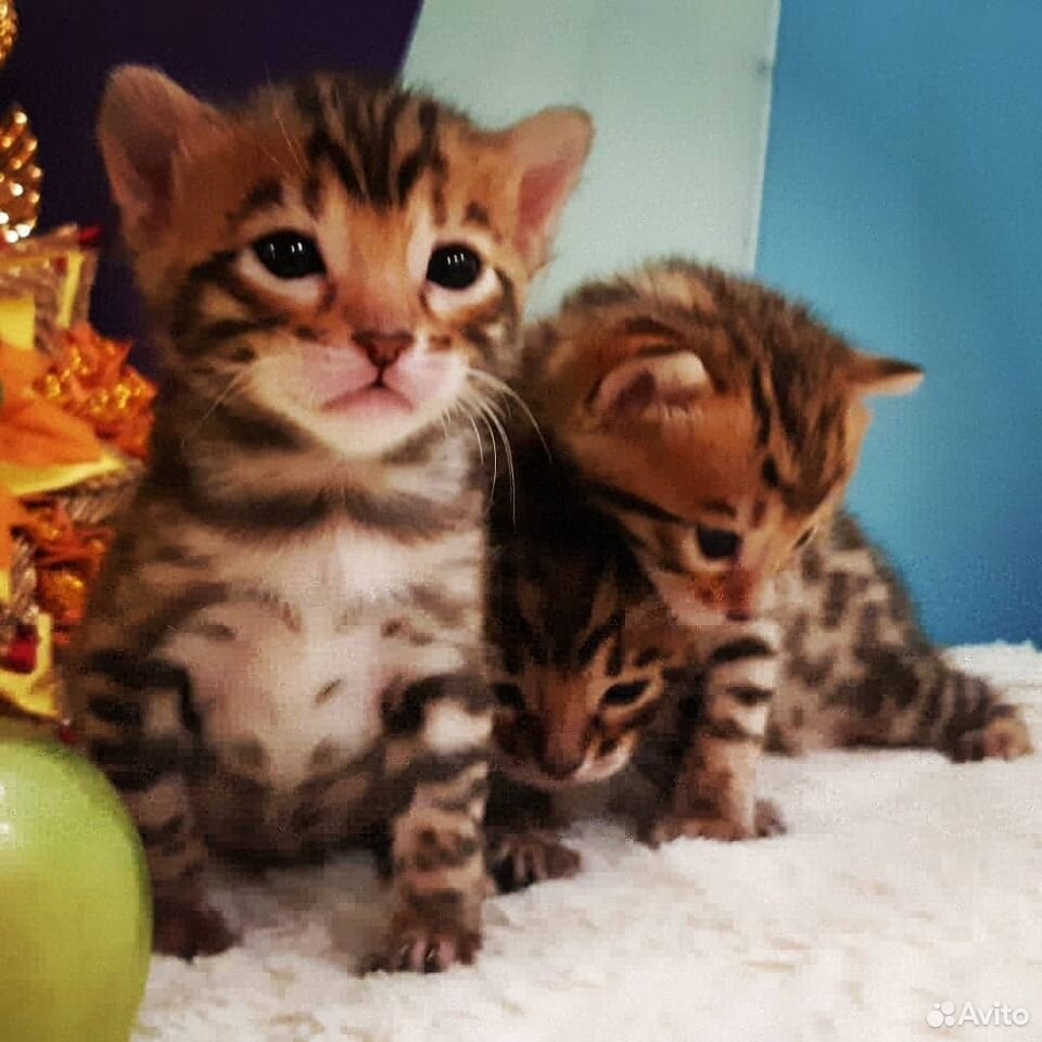 Котята бенгальской породы