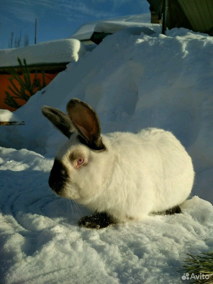 Чистопородные Отборные Калифорнийцы Самцы,Самки