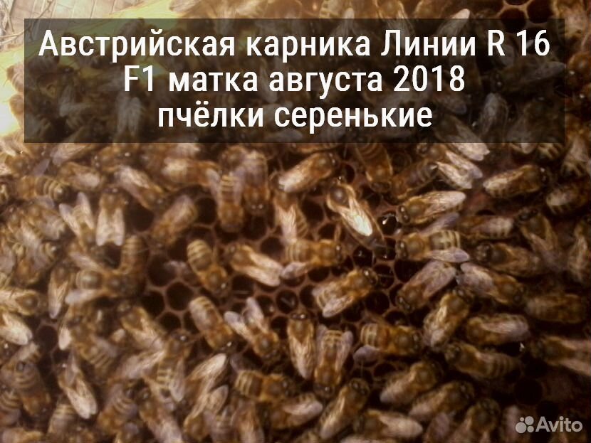 Породистые пчелы 2020. Карника. Семьи,пакеты