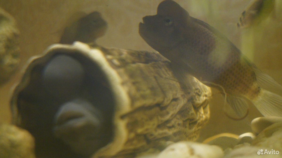 Львиноголовая цихлида. Рыба-Казуар