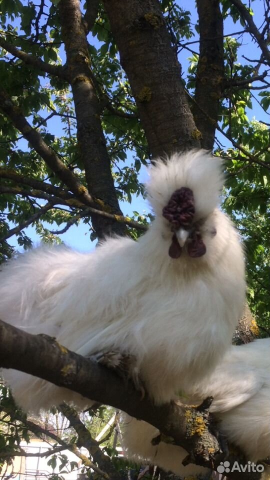 Китайские Шолковы Куры Инкубационные яйца цыплята