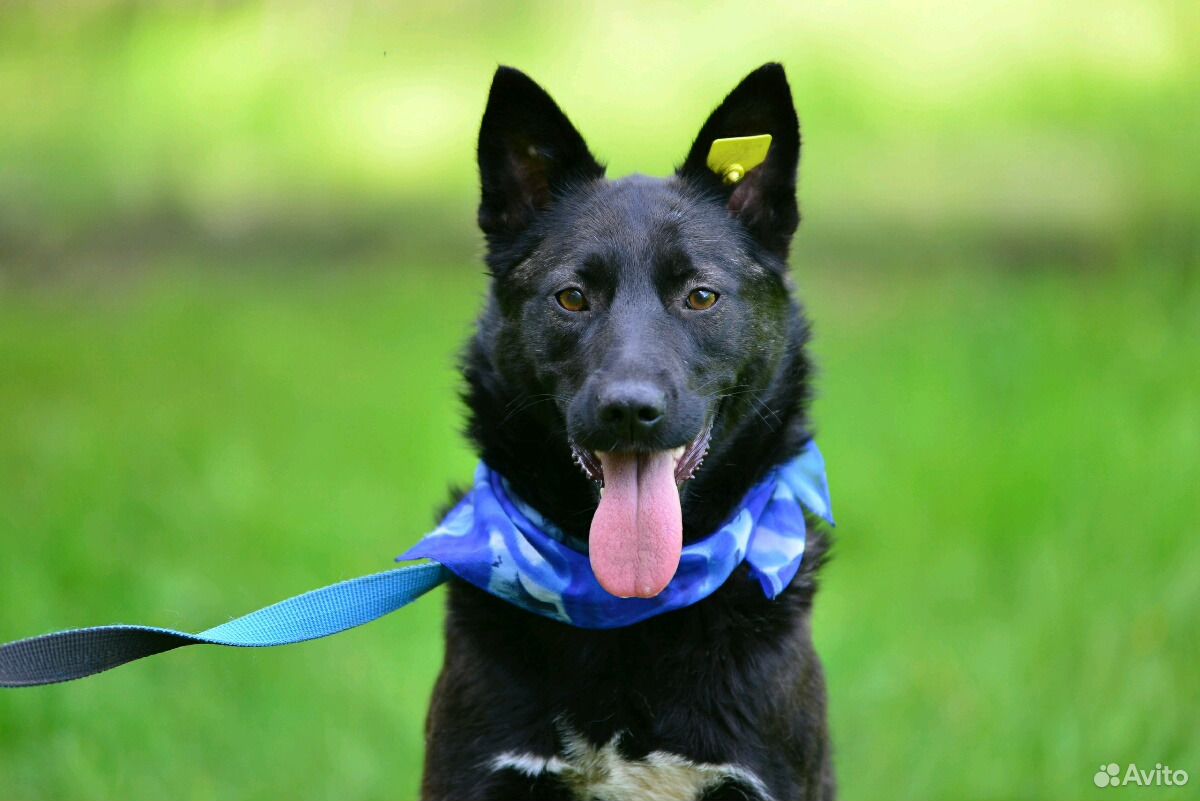 Ночка в добрые руки