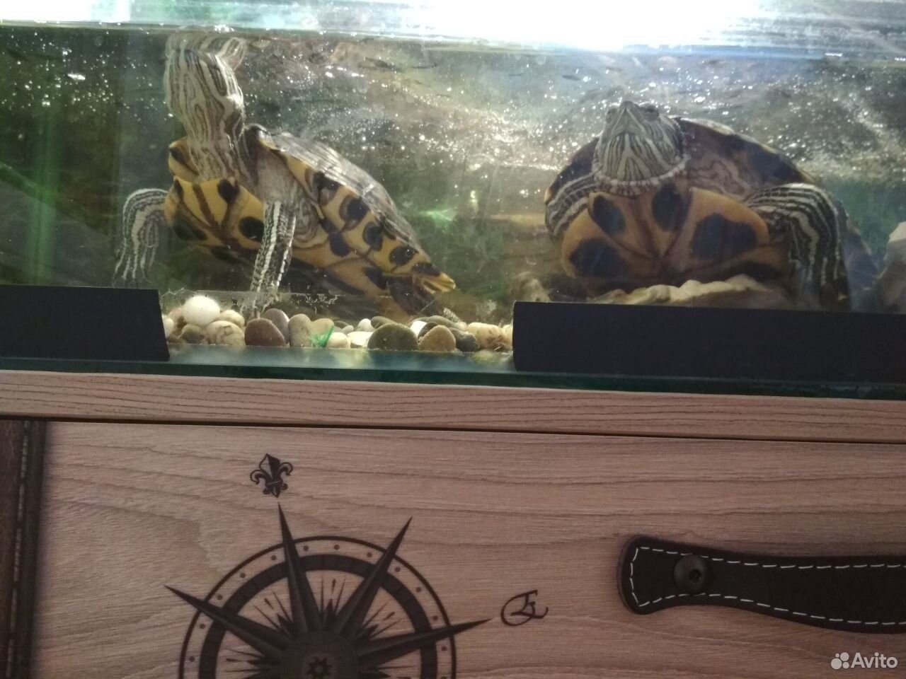 Продам двух красноухих черепах