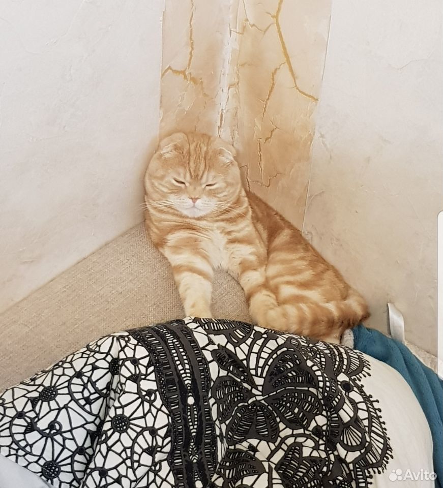 Отдадим любимого кота