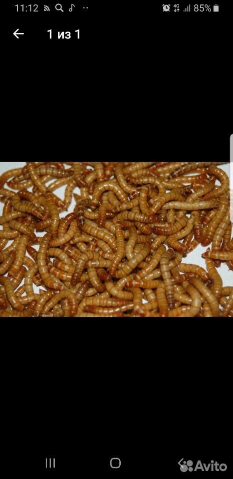 Для корма Мраморный тараканы и мучные черви