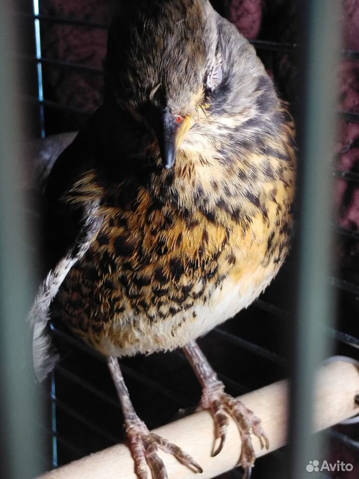 Дрозды в добрые руки