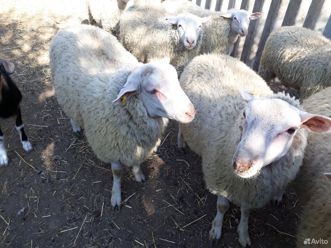 Баранчики Тексель